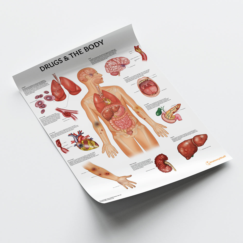 Effects of Drugs on the Human Body Poster | Drug Awareness Chart ...