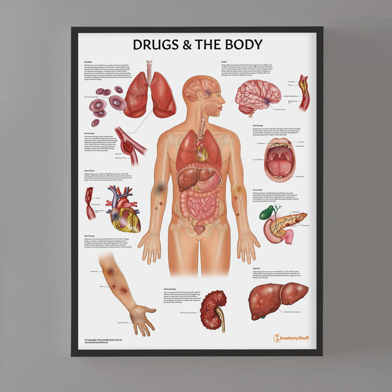 Effects of Drugs on the Human Body Poster | Drug Awareness Chart ...