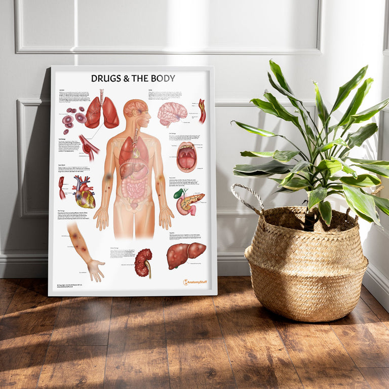 Effects of Drugs on the Human Body Poster | Drug Awareness Chart ...
