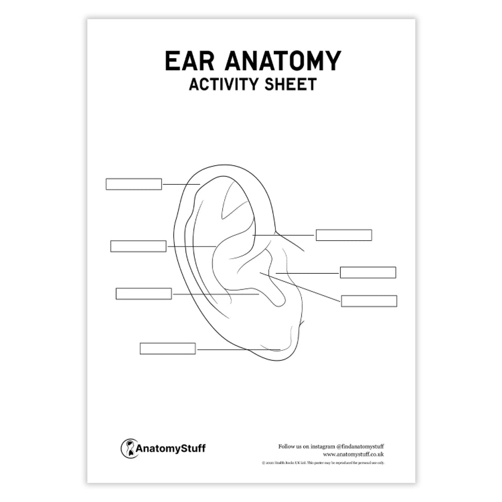 Ear Anatomy Activity Sheet | Digital Download | AnatomyStuff
