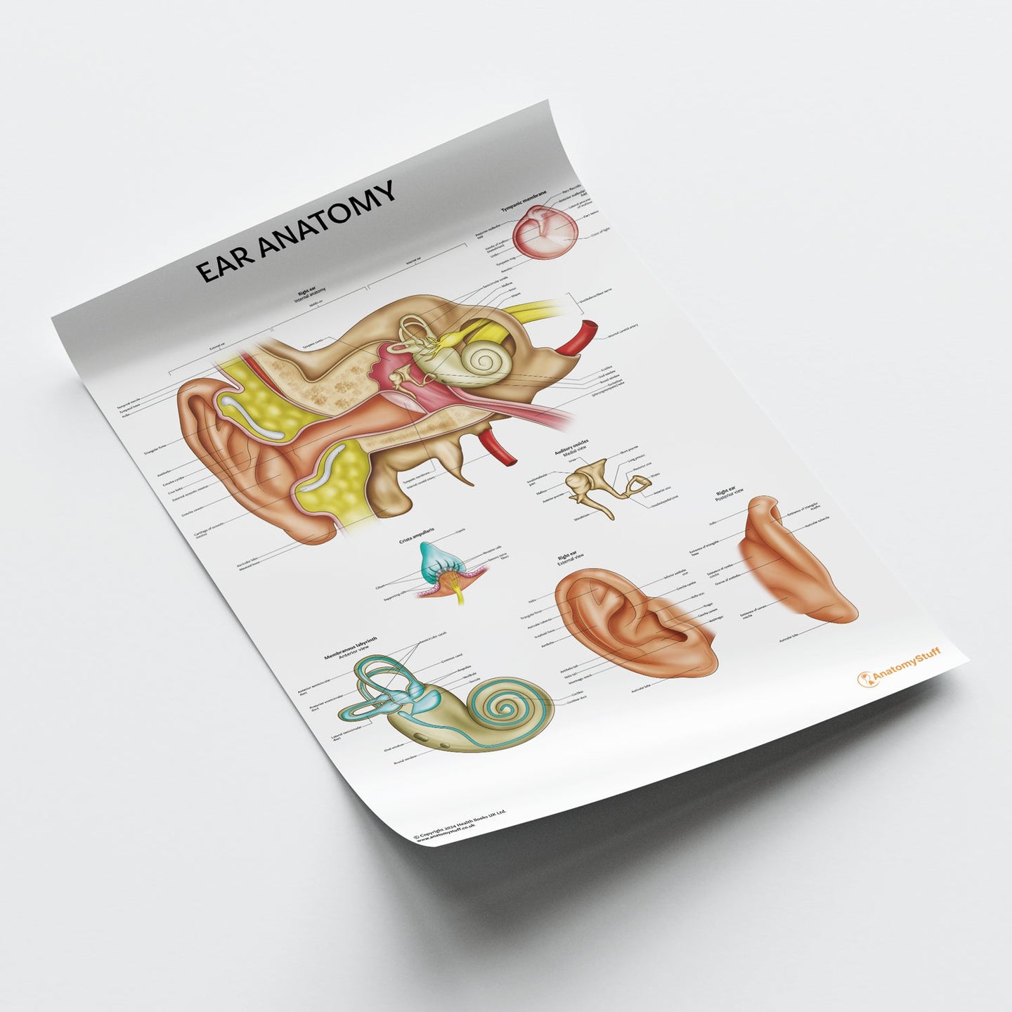 ENT Anatomy Posters – AnatomyStuff