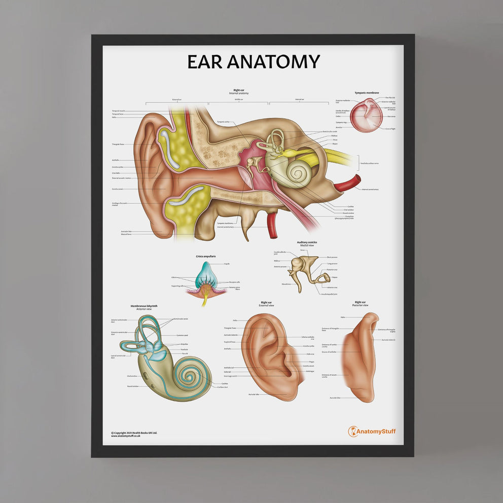 ENT Anatomy Posters – AnatomyStuff