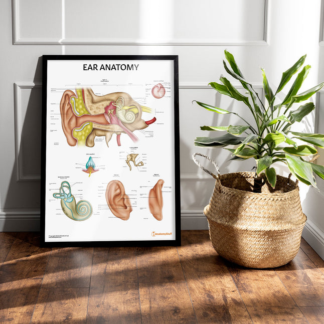 ENT Anatomy Posters – AnatomyStuff
