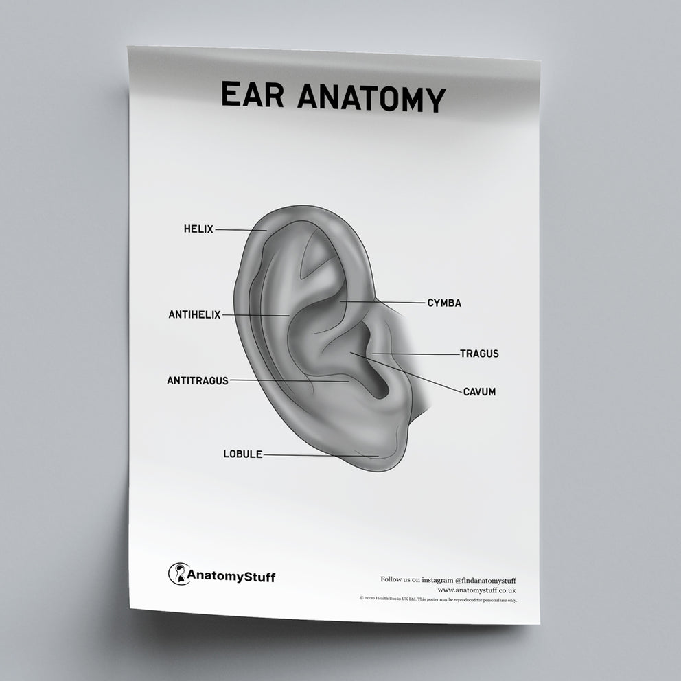 Ear Anatomy PDF Poster | Hearing System Chart Download – AnatomyStuff