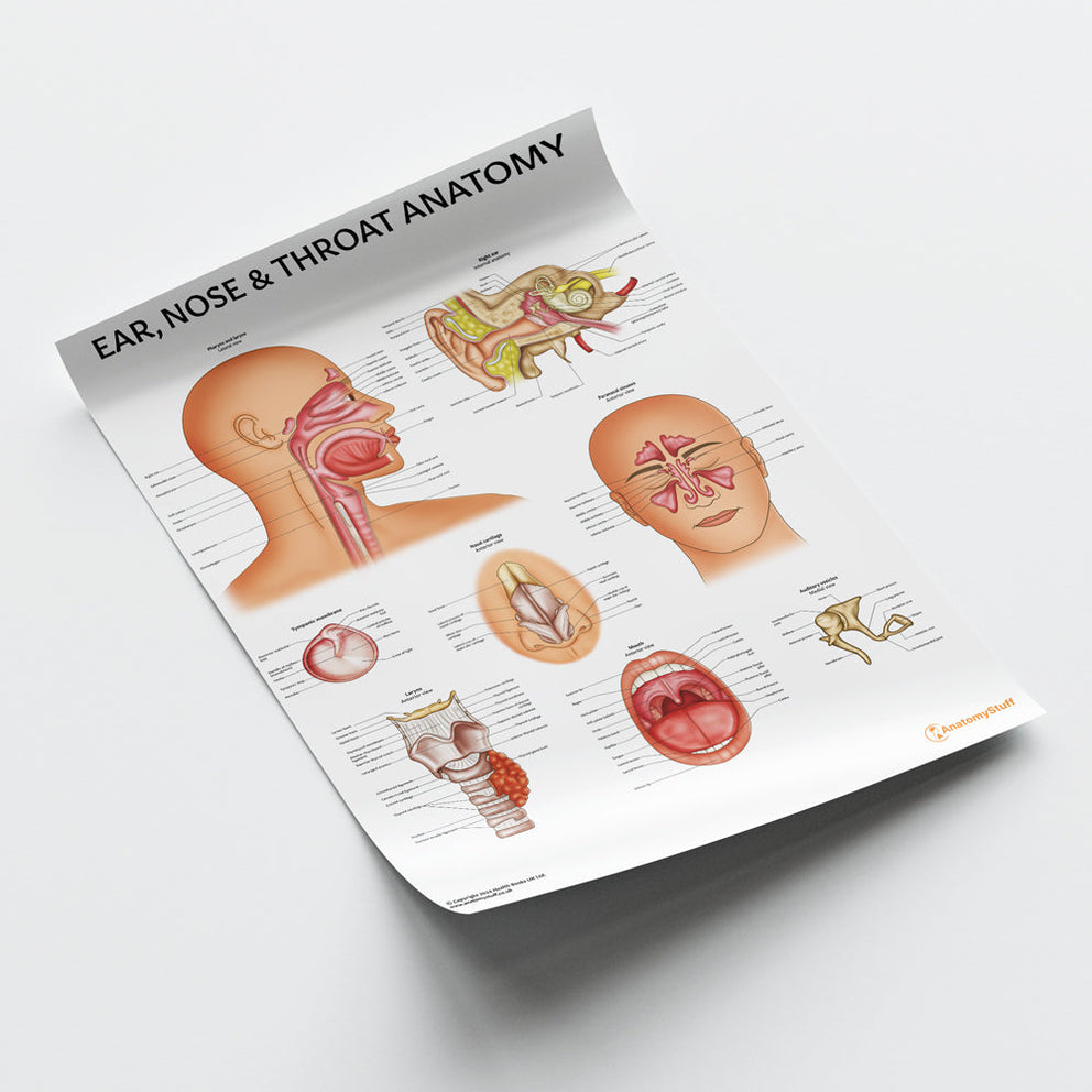 ENT Anatomy Chart | Ear, Nose & Throat Poster with Vocal Cords ...