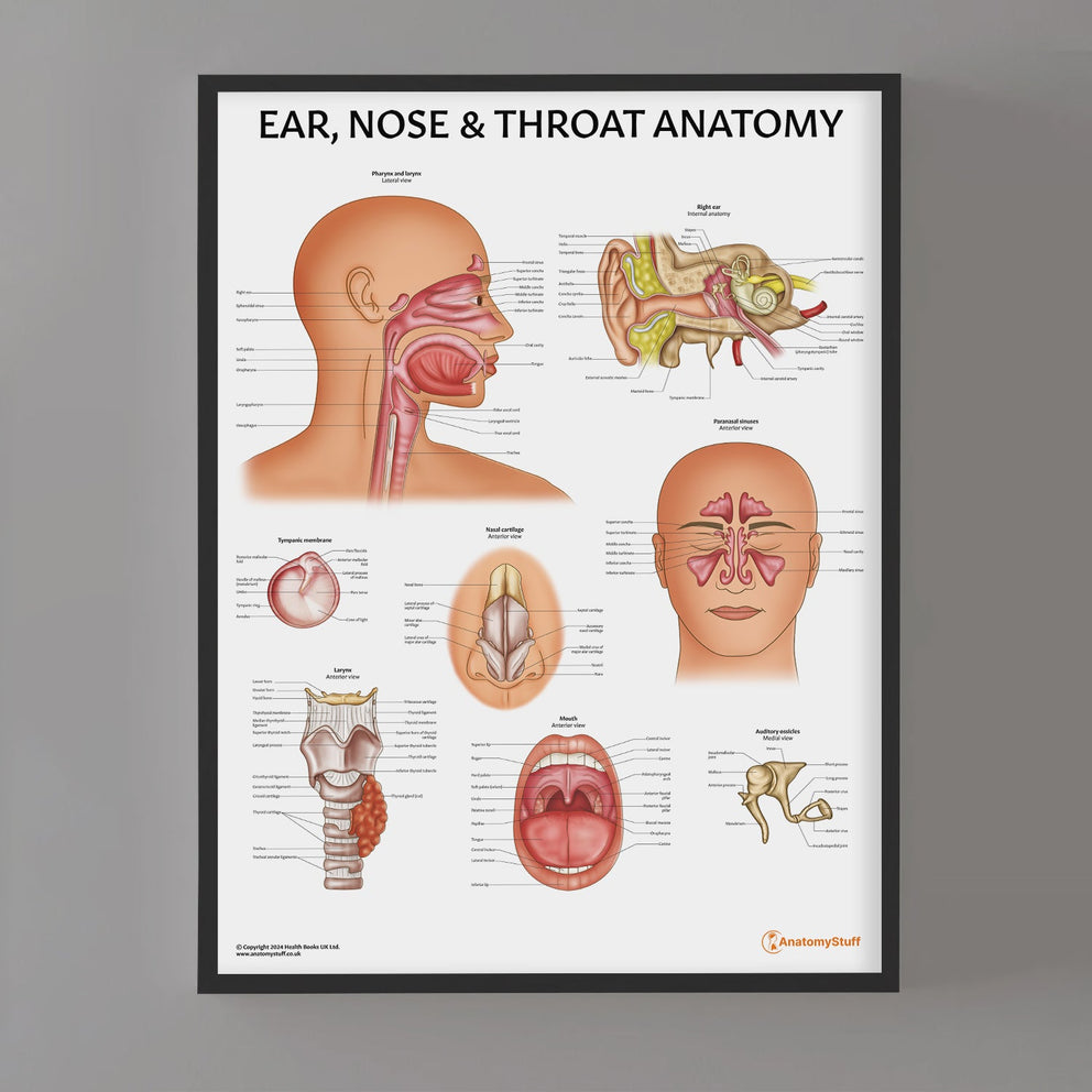 ENT Anatomy Chart | Ear, Nose & Throat Poster with Vocal Cords ...