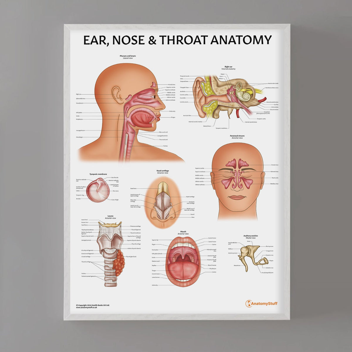 ENT Anatomy Chart | Ear, Nose & Throat Poster with Vocal Cords ...