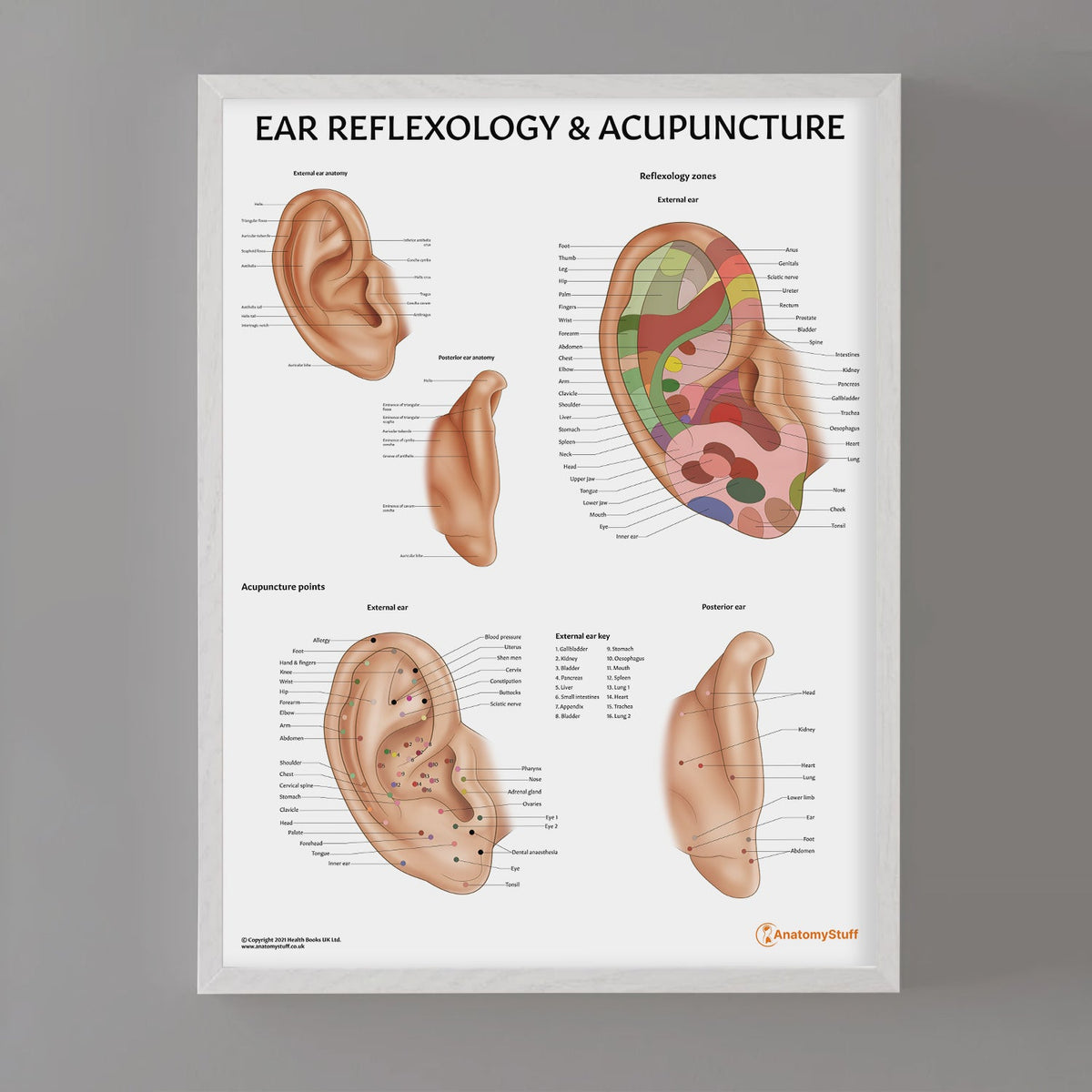 Ear Reflexology and Acupuncture Poster | Ear Pressure Points Chart ...