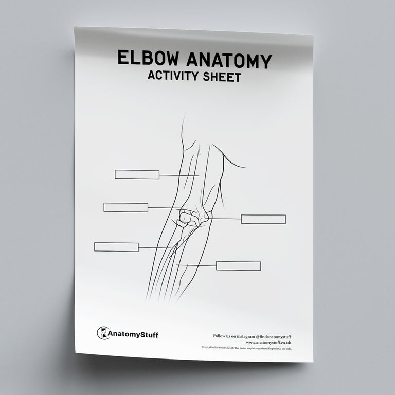 Elbow Anatomy Activity Sheet | Digital Download | AnatomyStuff