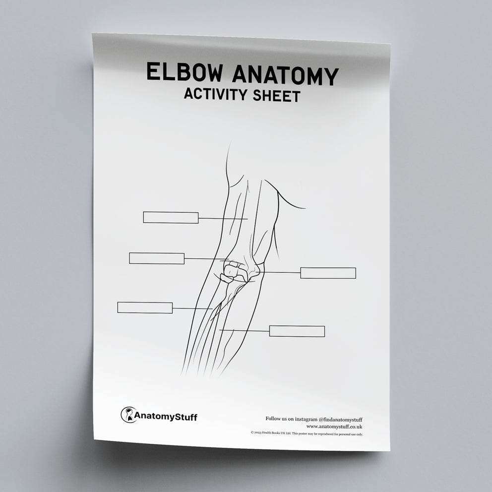 Elbow Anatomy Activity Sheet | Digital Download | AnatomyStuff