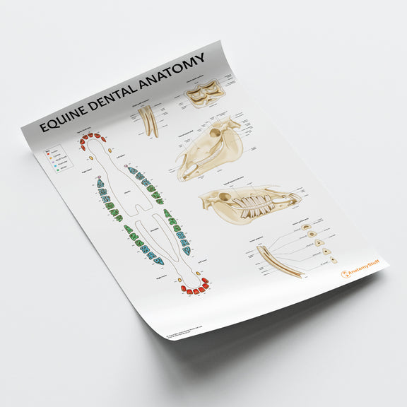 Horse Dental Anatomy Chart | Equine Teeth Poster | AnatomyStuff