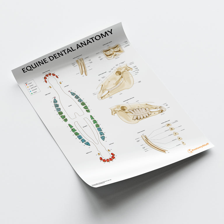 Horse Dental Anatomy Chart | Equine Teeth Poster | AnatomyStuff