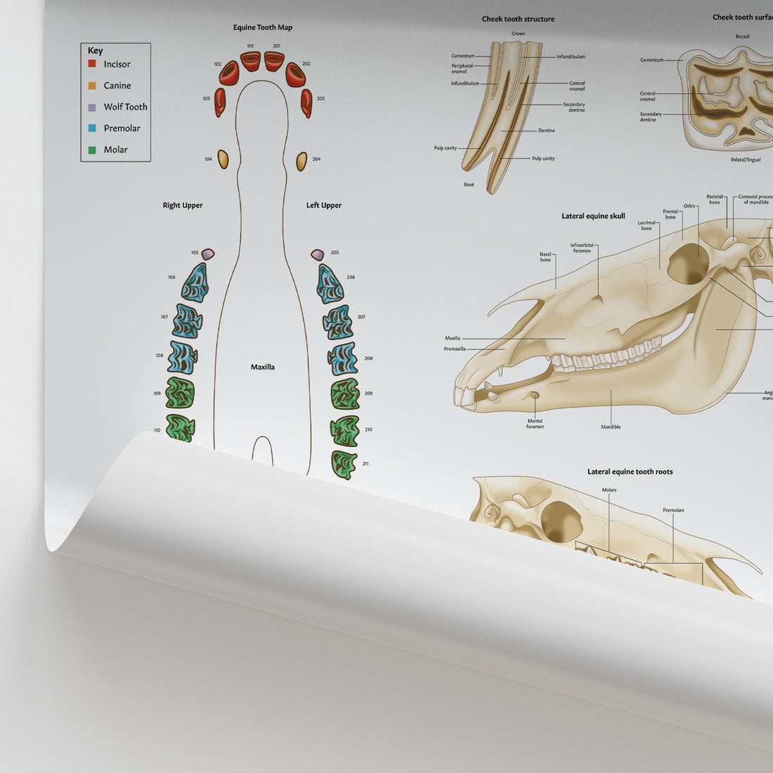 Horse Dental Anatomy Chart | Equine Teeth Poster | AnatomyStuff