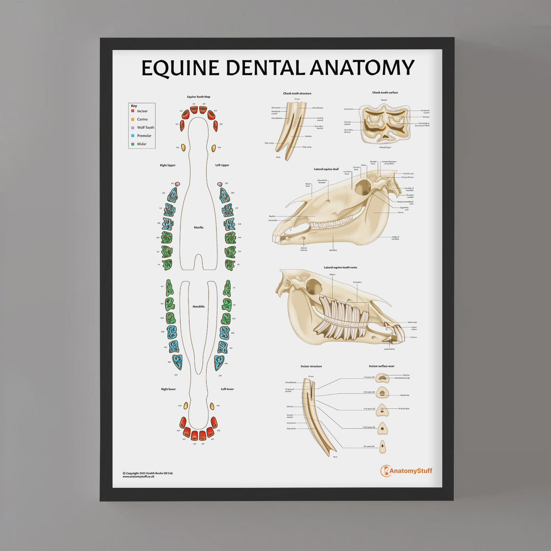 Horse Dental Anatomy Chart | Equine Teeth Poster | AnatomyStuff