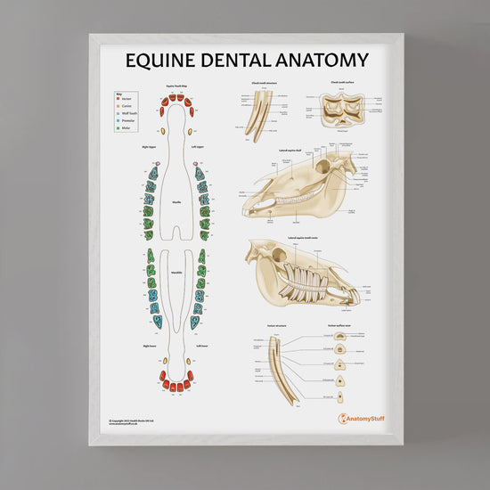 Horse Dental Anatomy Chart | Equine Teeth Poster | AnatomyStuff