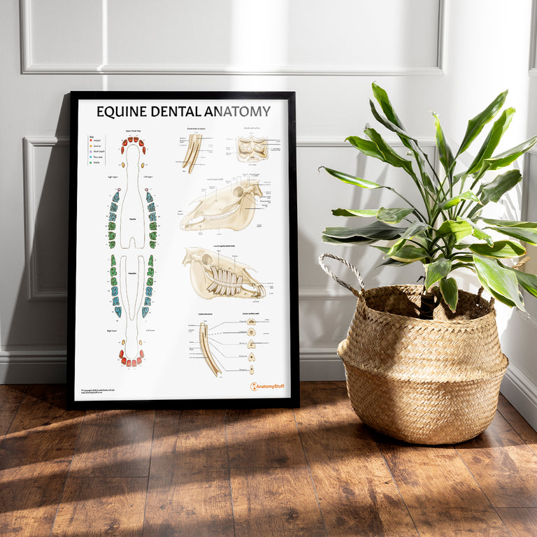 Horse Dental Anatomy Chart | Equine Teeth Poster | AnatomyStuff