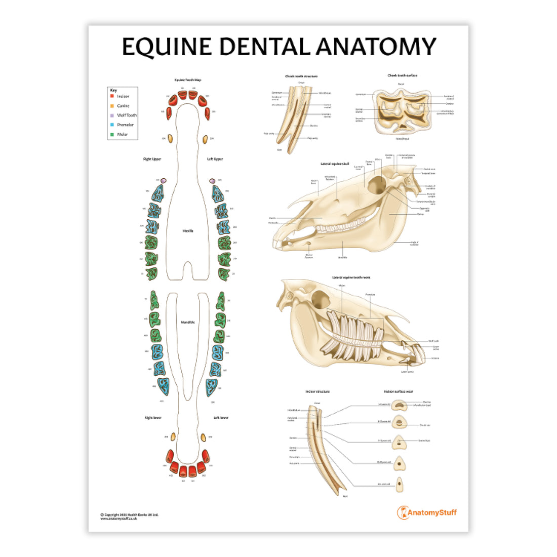 Horse Dental Anatomy Chart | Equine Teeth Poster | AnatomyStuff