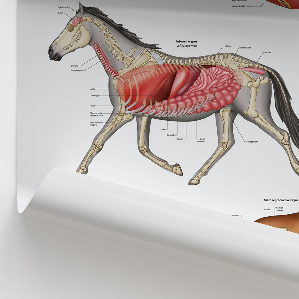 Horse Internal Organs Poster | Equine Anatomy Chart – AnatomyStuff