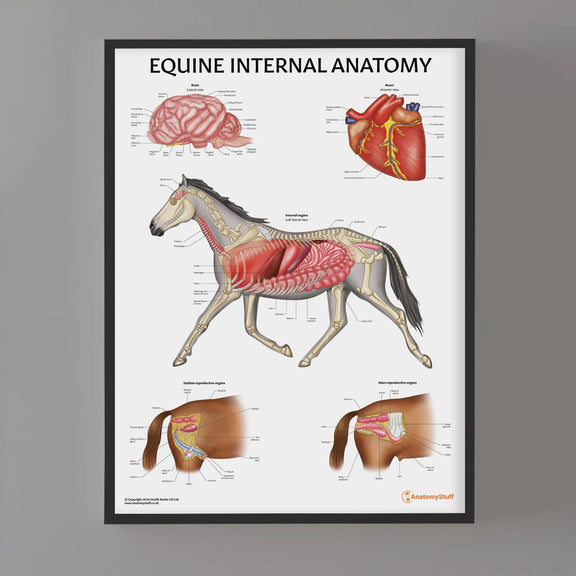 Horse Internal Organs Poster | Equine Anatomy Chart – AnatomyStuff