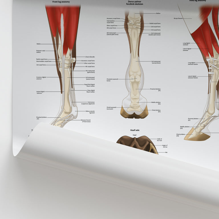 Equine Lower Limb Anatomy Chart | Horse Limb Anatomy Poster – AnatomyStuff