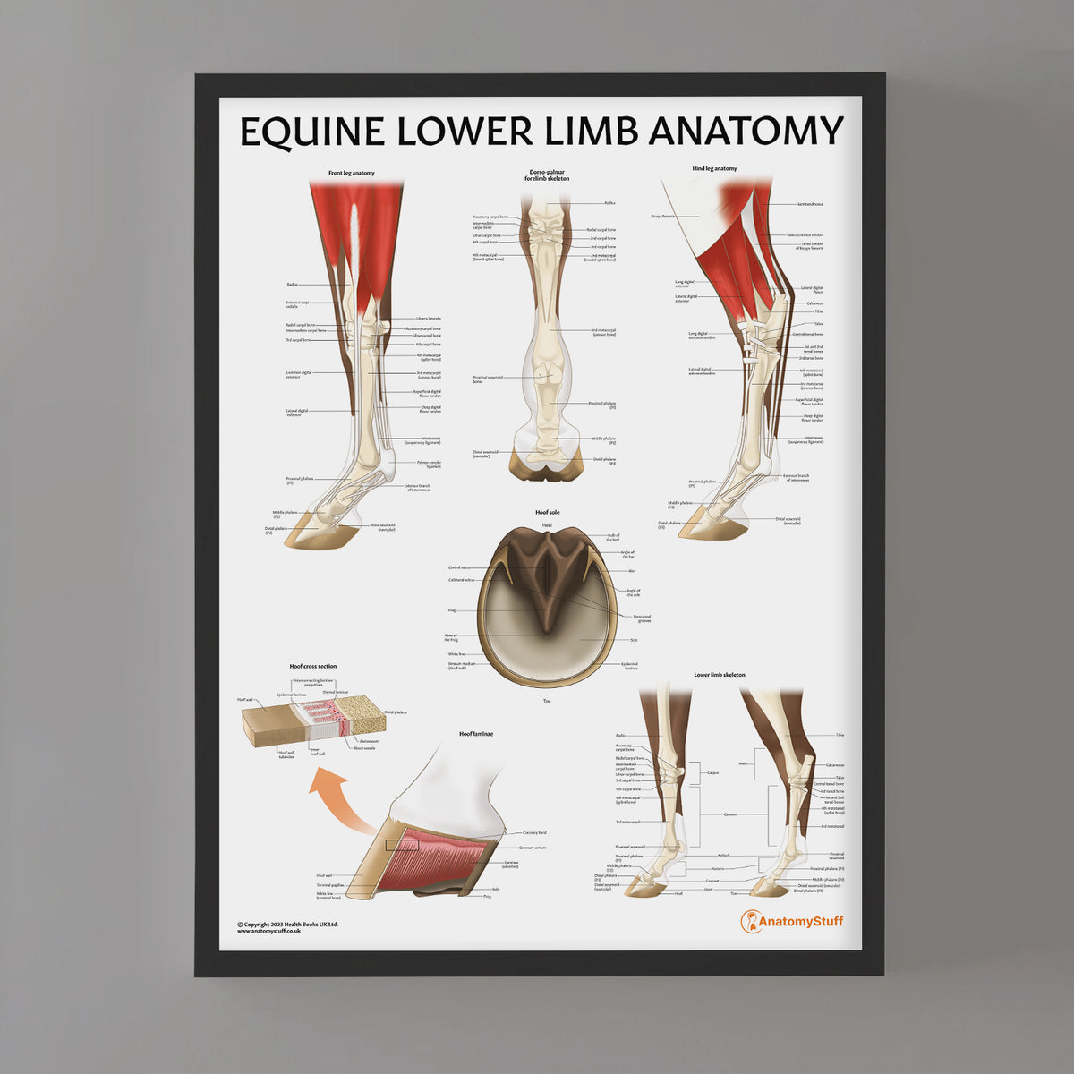 Equine Lower Limb Anatomy Chart | Horse Limb Anatomy Poster – AnatomyStuff