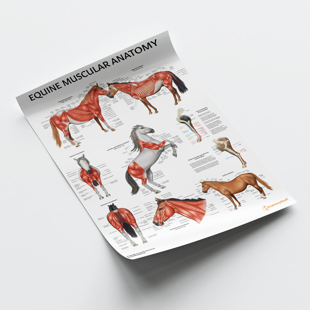 Equine Muscular Anatomy Poster | Horse Muscle Wall Chart – AnatomyStuff