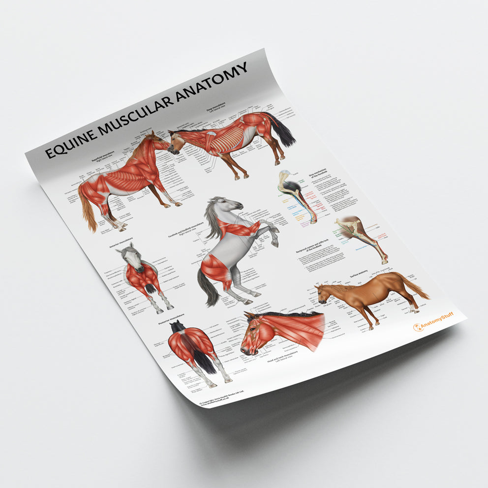 Equine Anatomy Models and Posters | Horse Veterinary – AnatomyStuff