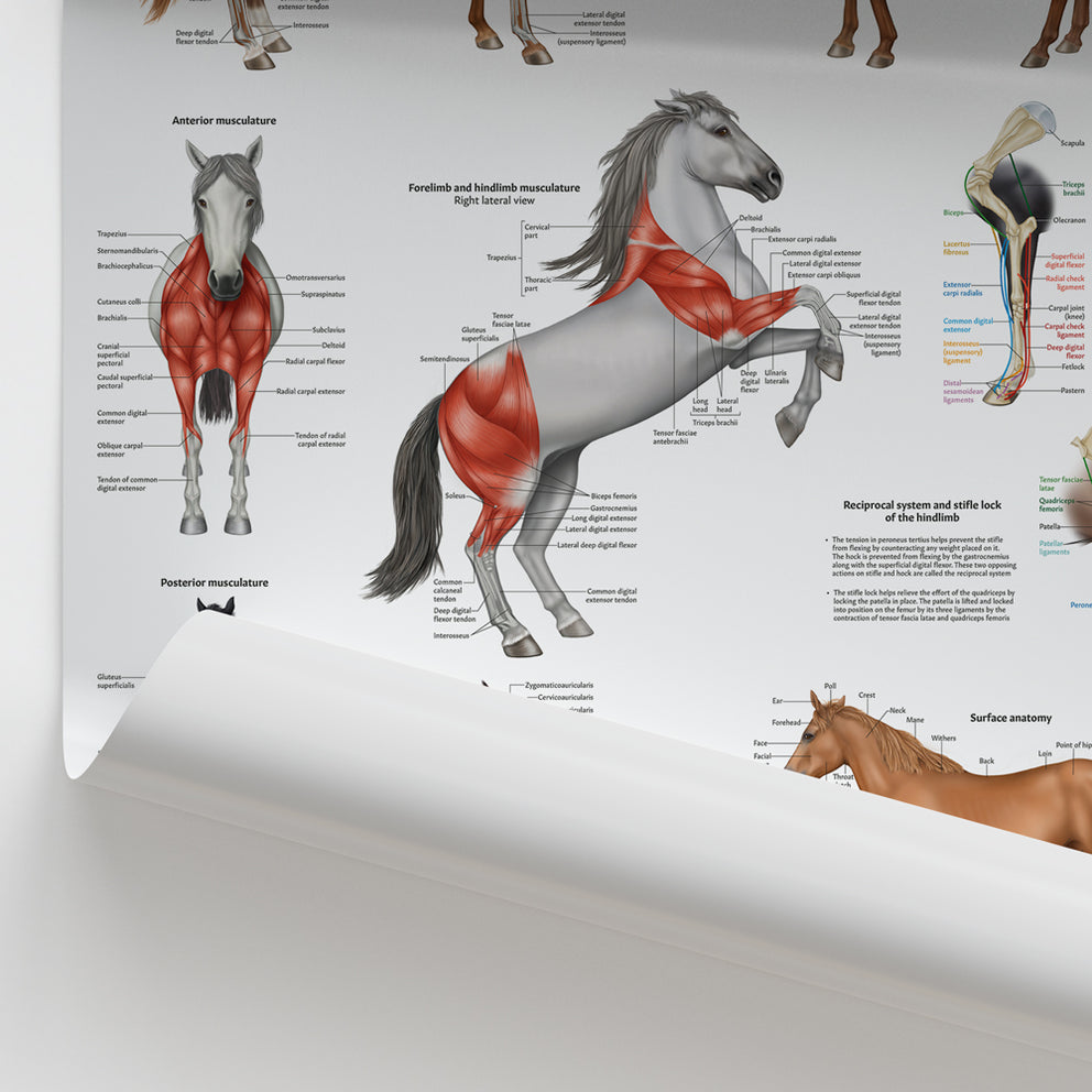 Equine Anatomy Models and Posters | Horse Veterinary – AnatomyStuff