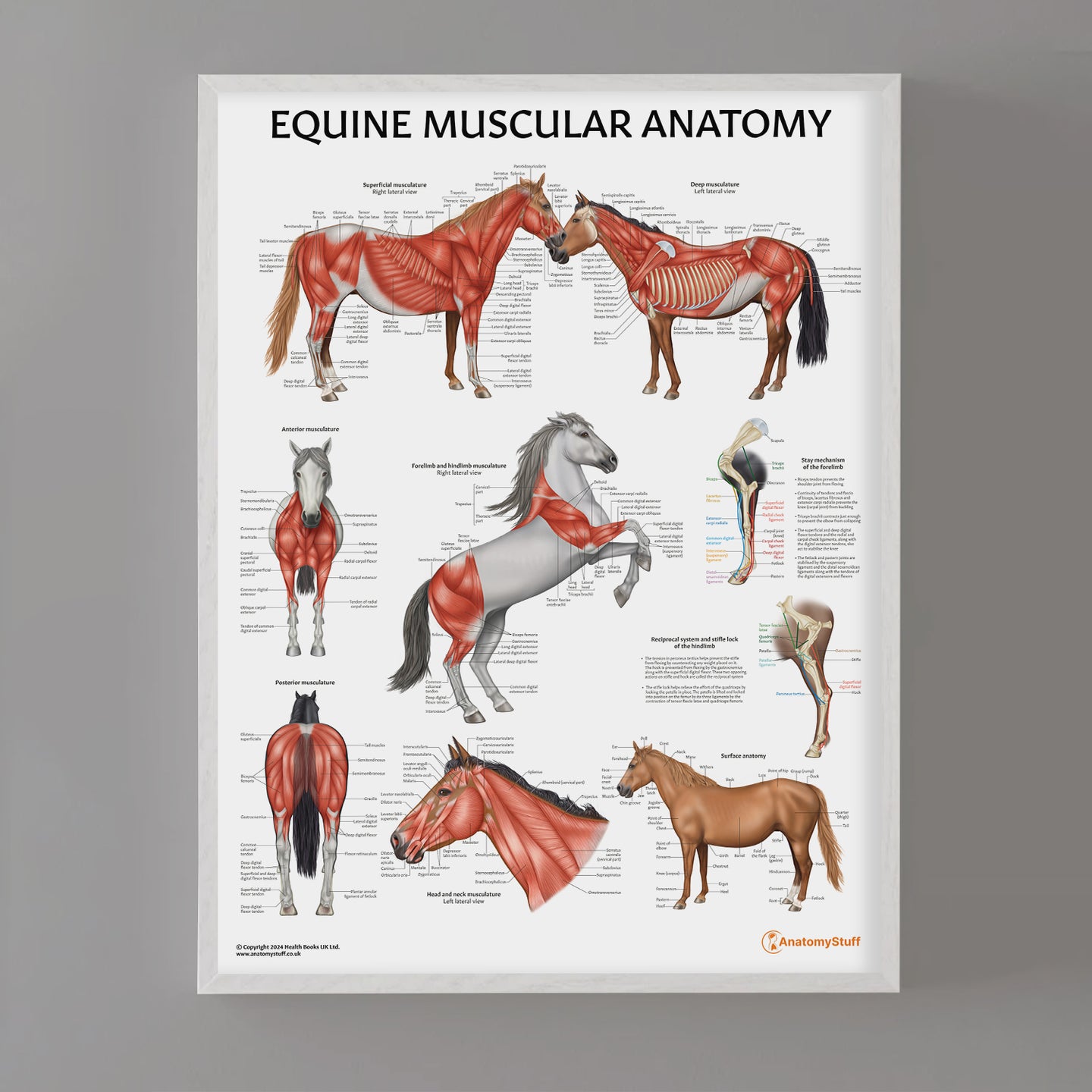 Equine Muscular Anatomy Poster | Horse Muscle Wall Chart – AnatomyStuff