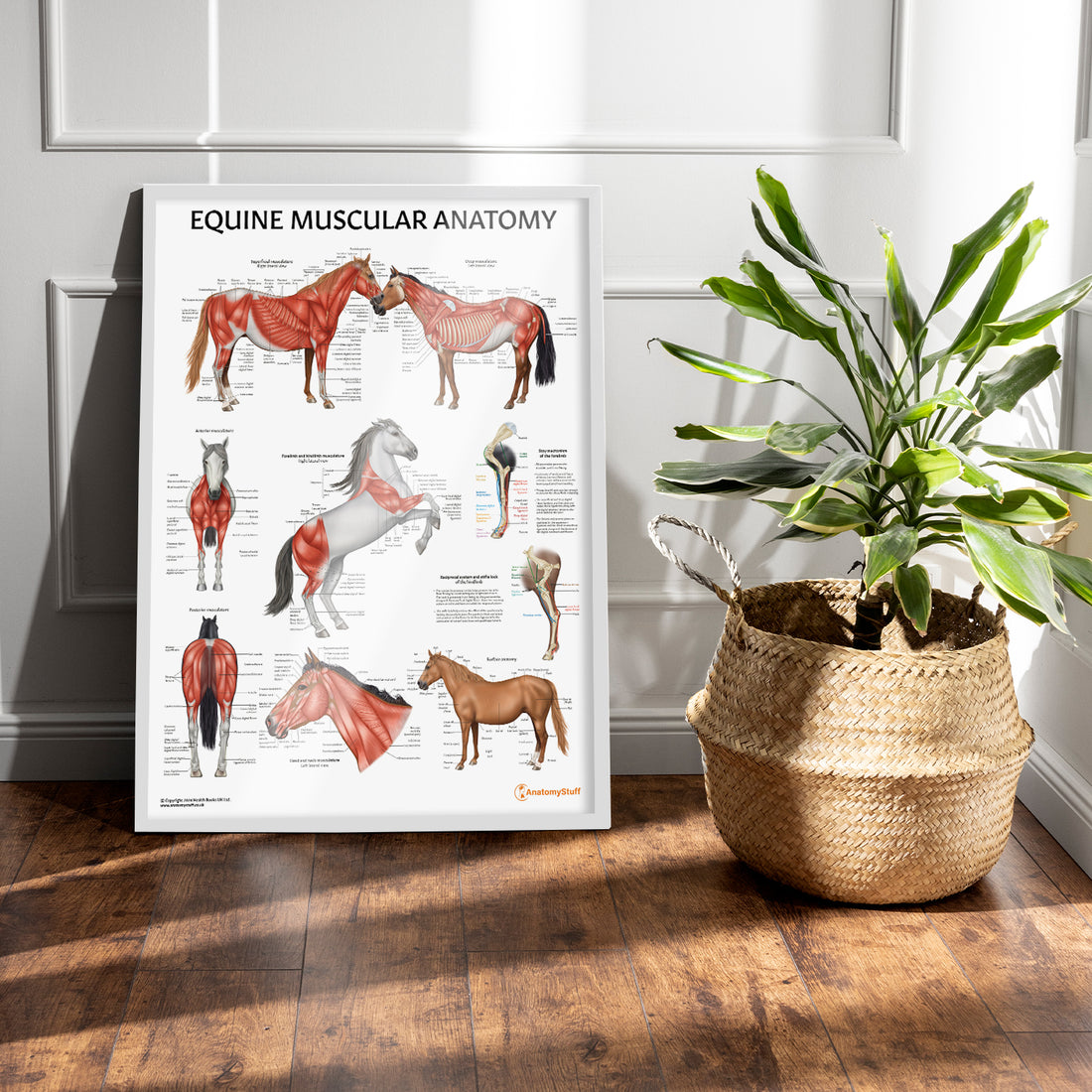 Equine Anatomy Models and Posters | Horse Veterinary – AnatomyStuff