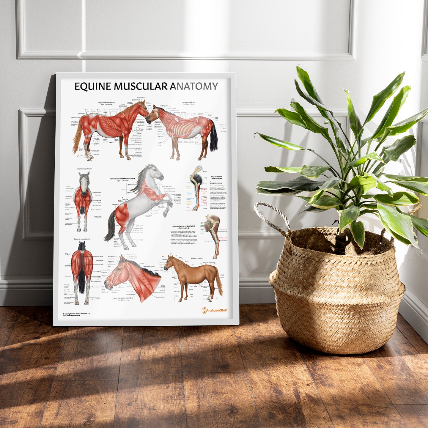 Equine Muscular Anatomy Poster | Horse Muscle Wall Chart – AnatomyStuff