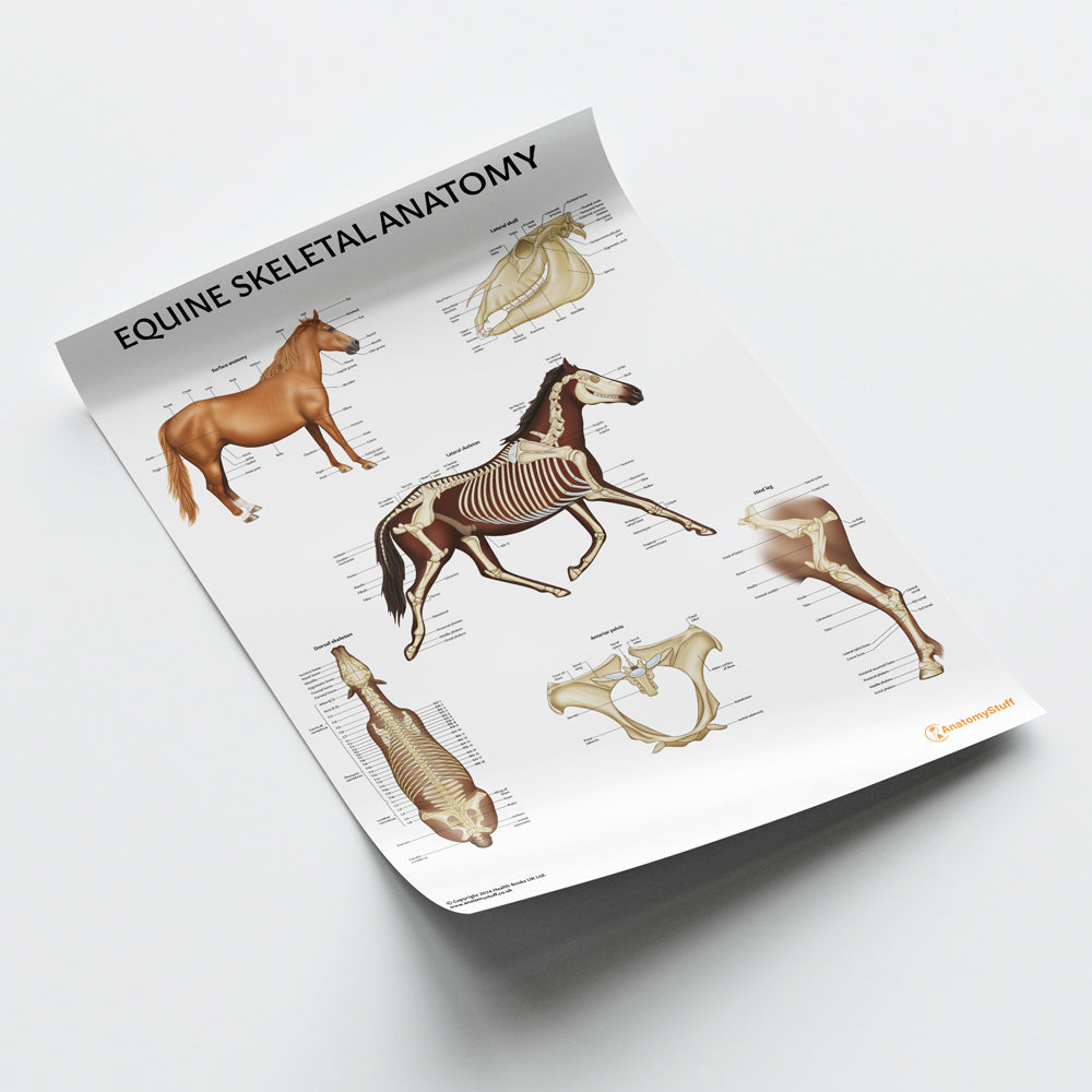 Horse Skeletal Anatomy Poster | Equine Bones & Skull Chart – AnatomyStuff