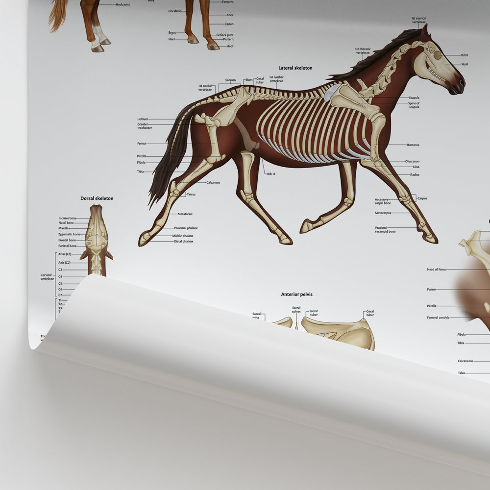 Horse Skeletal Anatomy Poster | Equine Bones & Skull Chart – AnatomyStuff