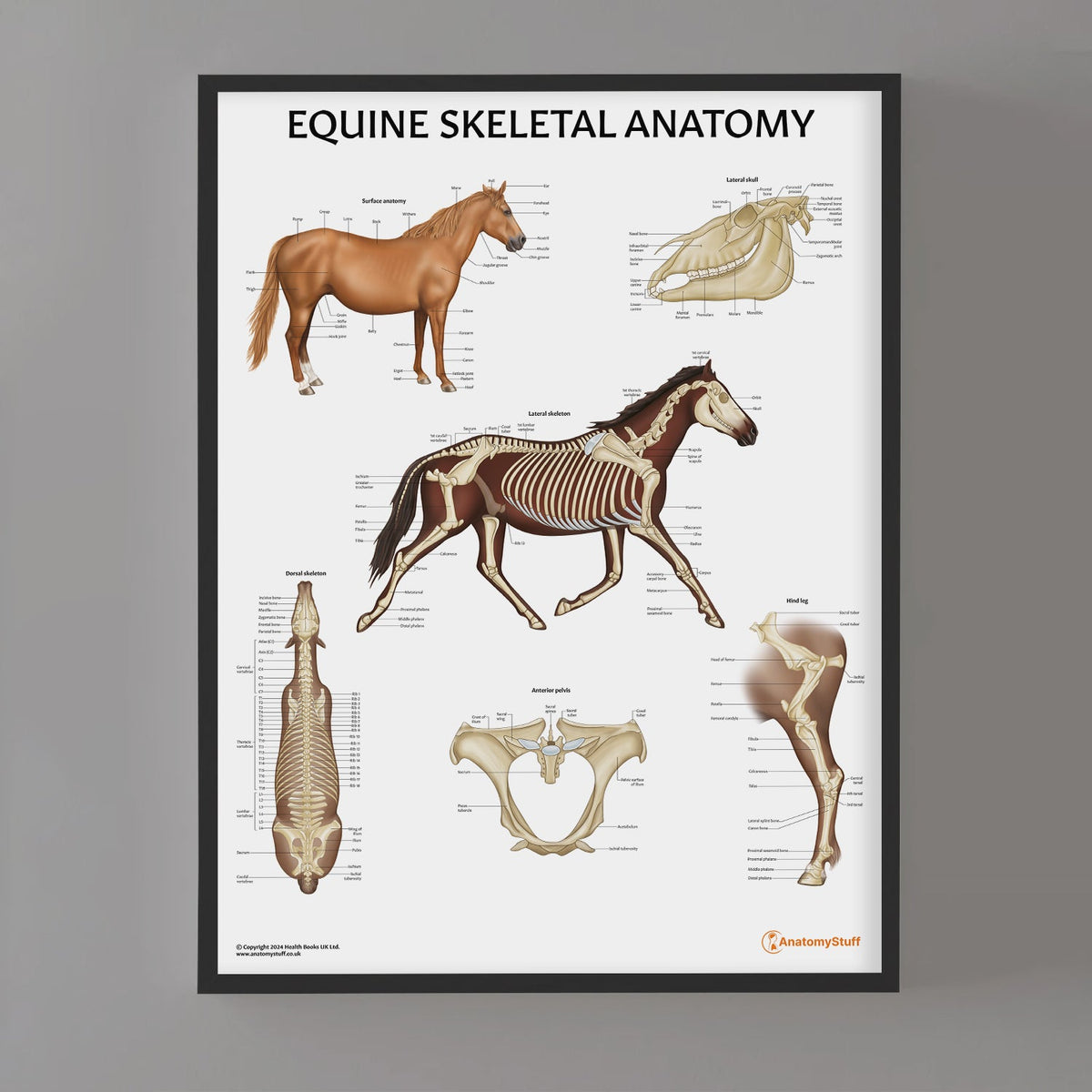 Horse Skeletal Anatomy Poster | Equine Bones & Skull Chart – AnatomyStuff