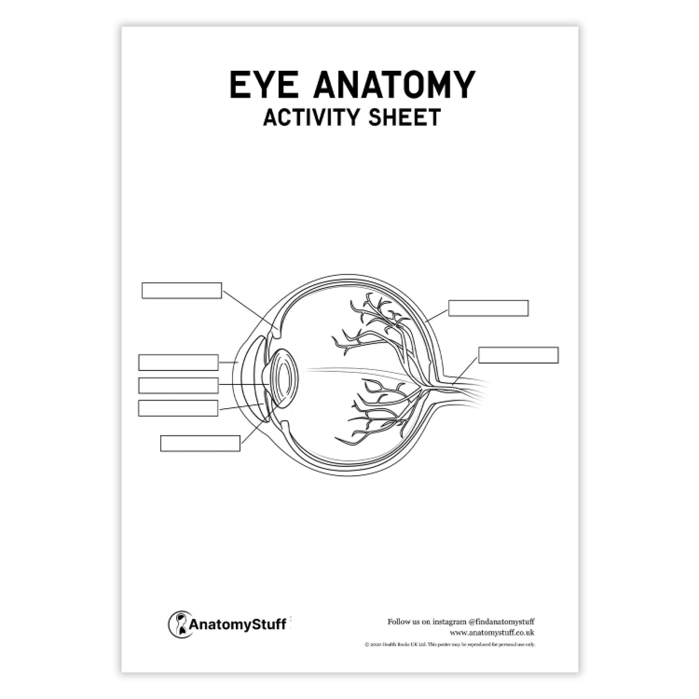 Eye Anatomy Activity Sheet | Digital Download | AnatomyStuff
