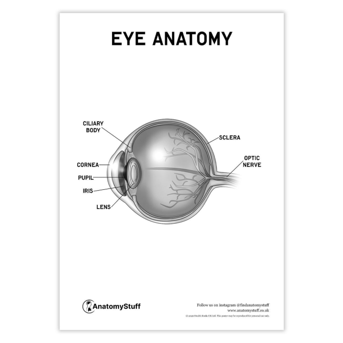 Eye Anatomy PDF Poster | Vision & Ophthalmology Chart Download ...