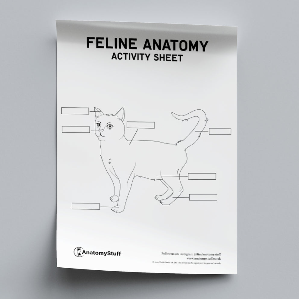 Feline Anatomy Activity Sheet | Digital Download | AnatomyStuff
