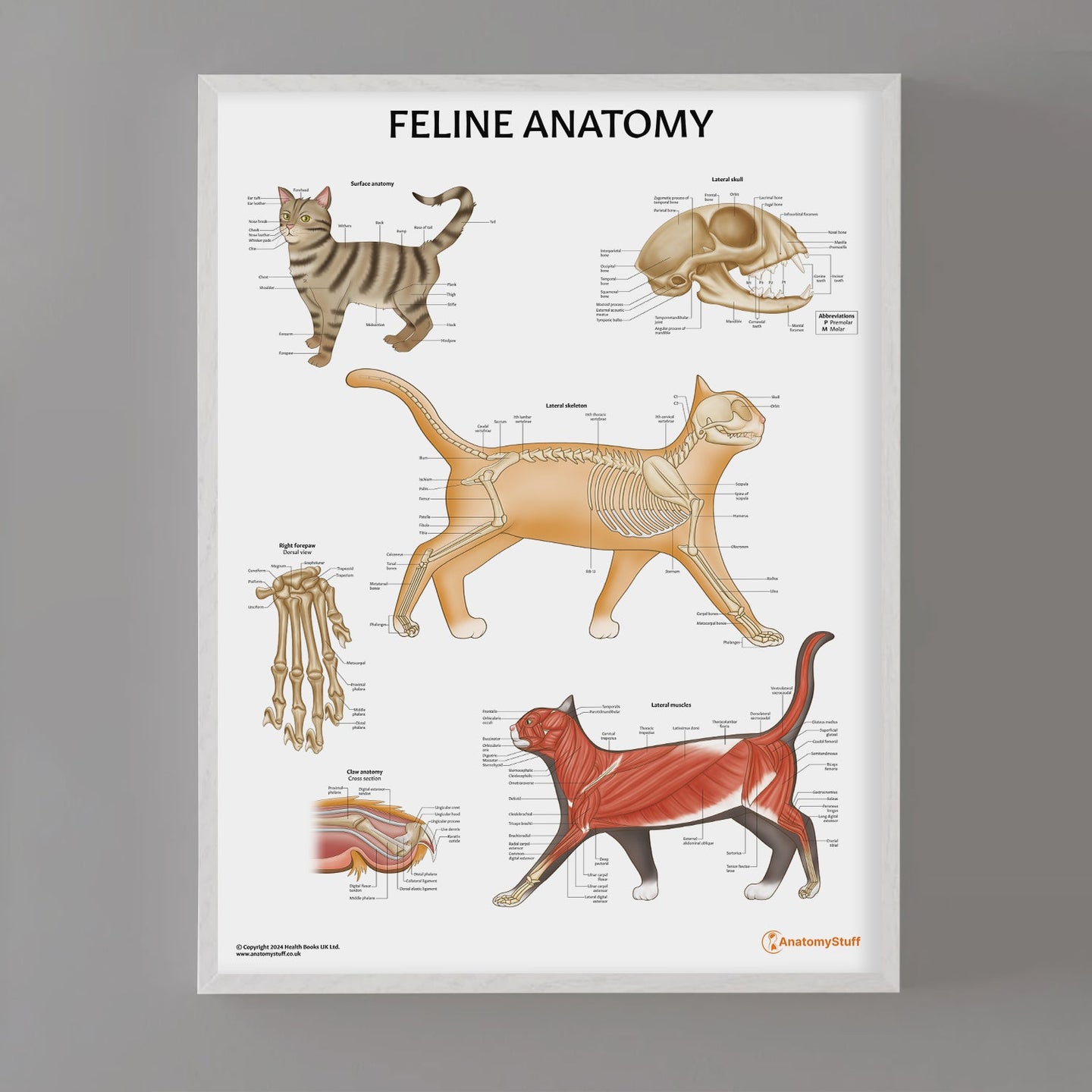 Feline Anatomy Posters – AnatomyStuff