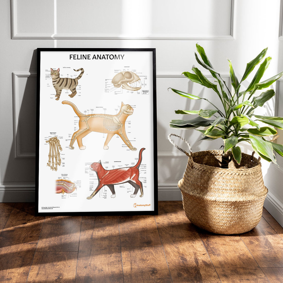 Feline Anatomy Posters – AnatomyStuff