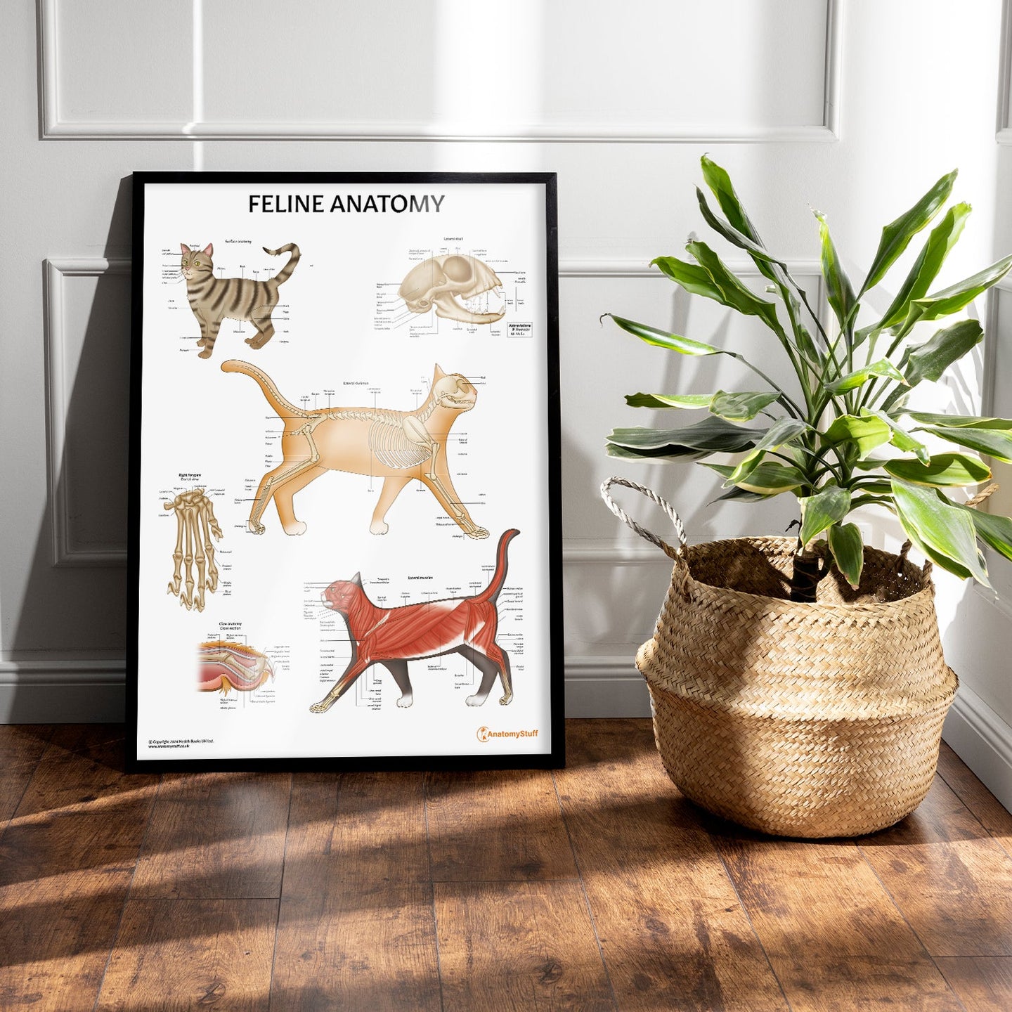 Feline Anatomy Posters – AnatomyStuff