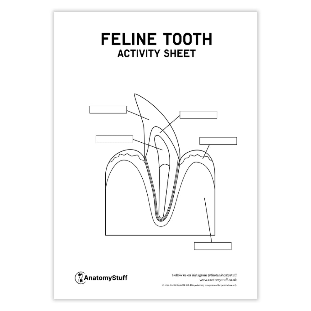 Feline Dental Anatomy Activity Sheet | PDF Download – AnatomyStuff