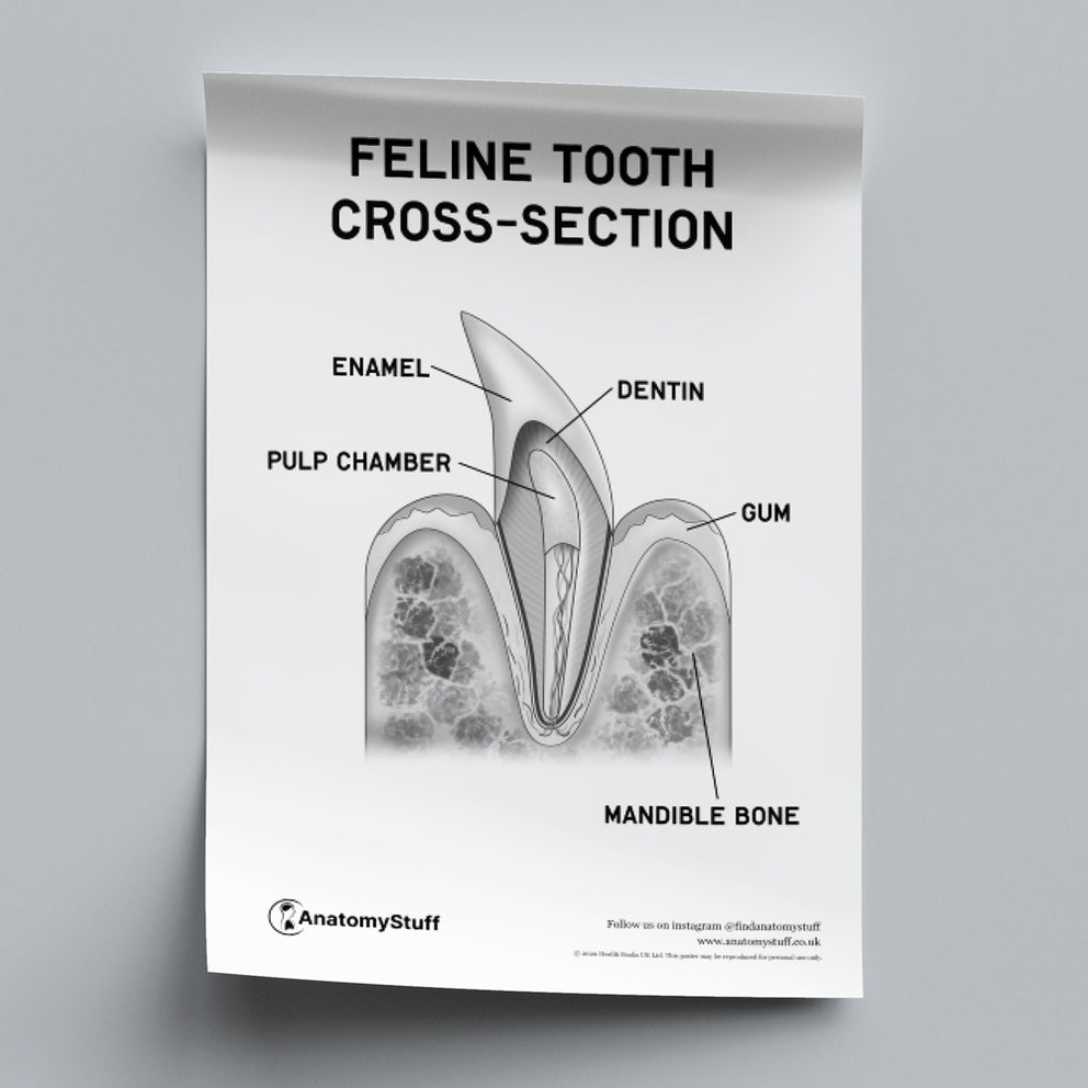 Feline Dental Anatomy Poster PDF | Cat Tooth Diagram Download ...