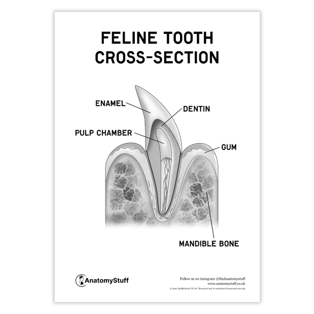 Feline Dental Anatomy Poster PDF | Cat Tooth Diagram Download ...