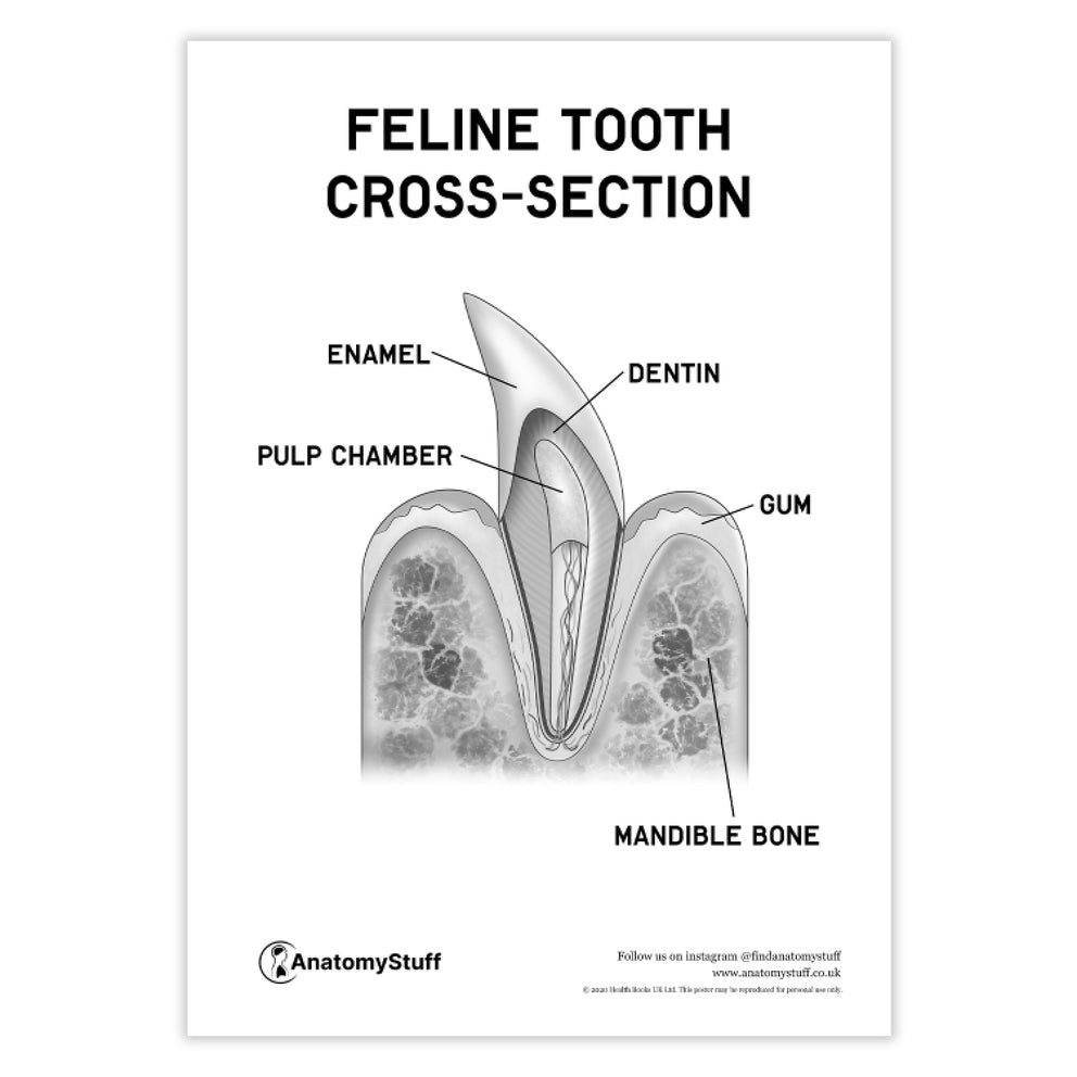 Feline Dental Anatomy Poster PDF | Cat Tooth Diagram Download ...