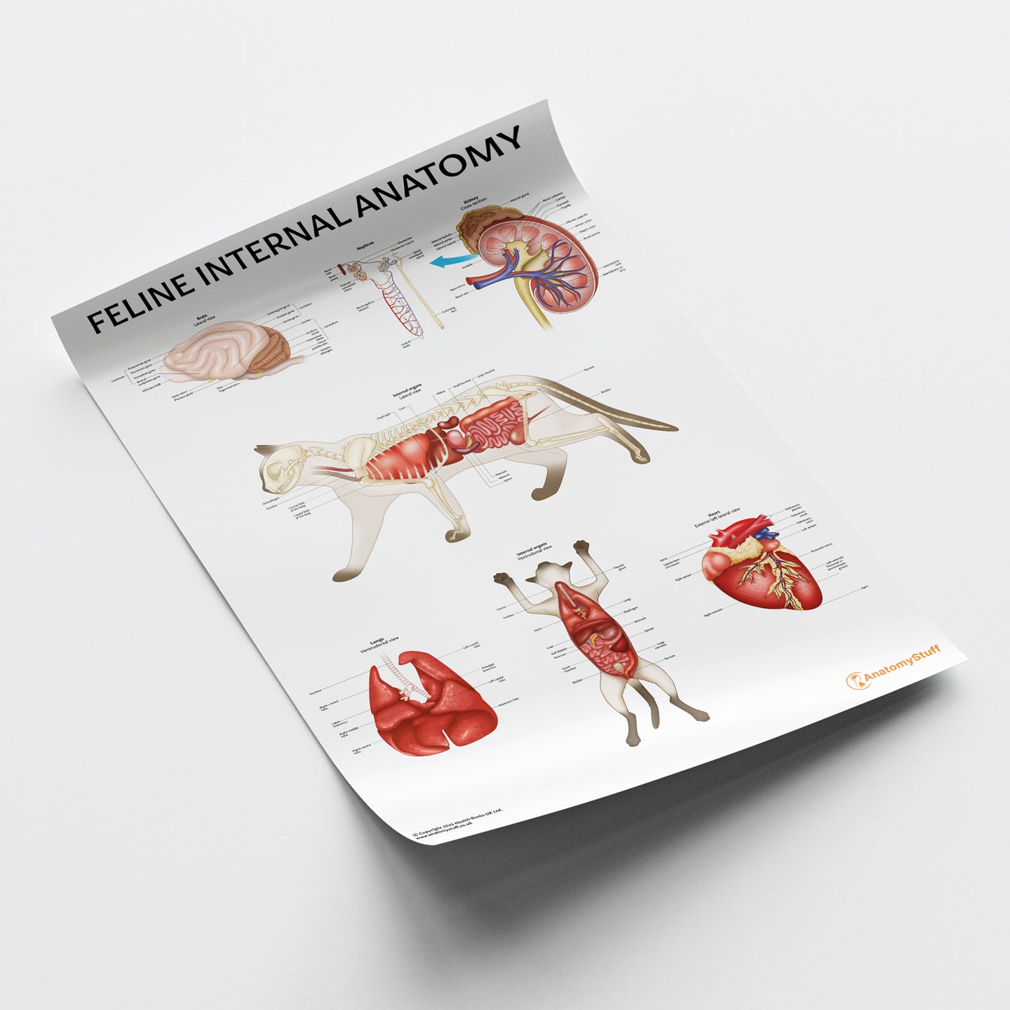 Feline Internal Anatomy Poster | Cat Organs Labelled Chart – AnatomyStuff