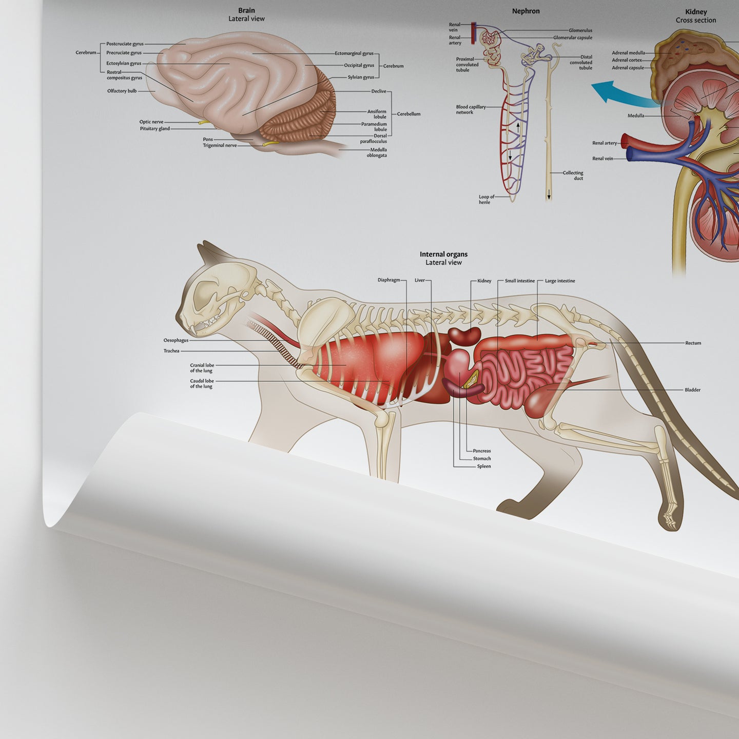 Feline Internal Anatomy Poster | Cat Organs Labelled Chart – AnatomyStuff