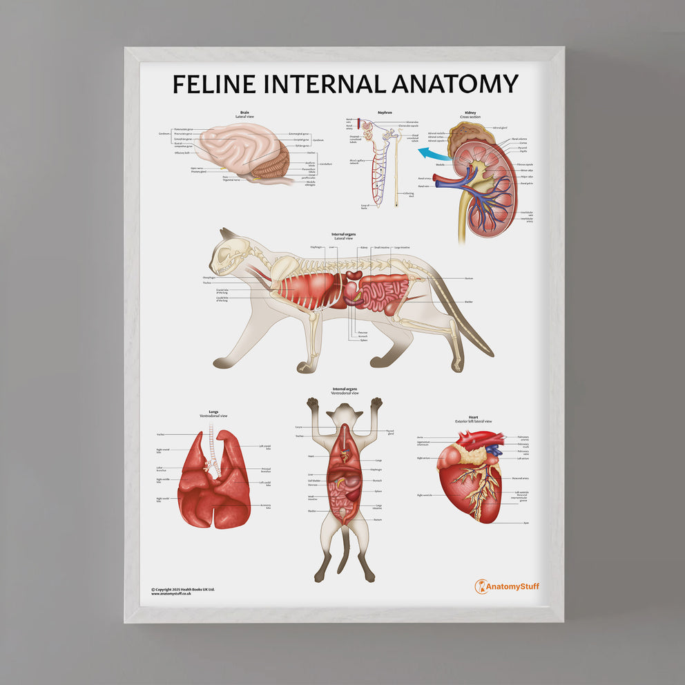 Feline Internal Anatomy Poster | Cat Organs Labelled Chart – AnatomyStuff