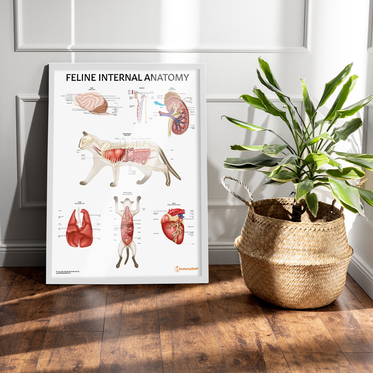 Feline Internal Anatomy Poster | Cat Organs Labelled Chart – AnatomyStuff