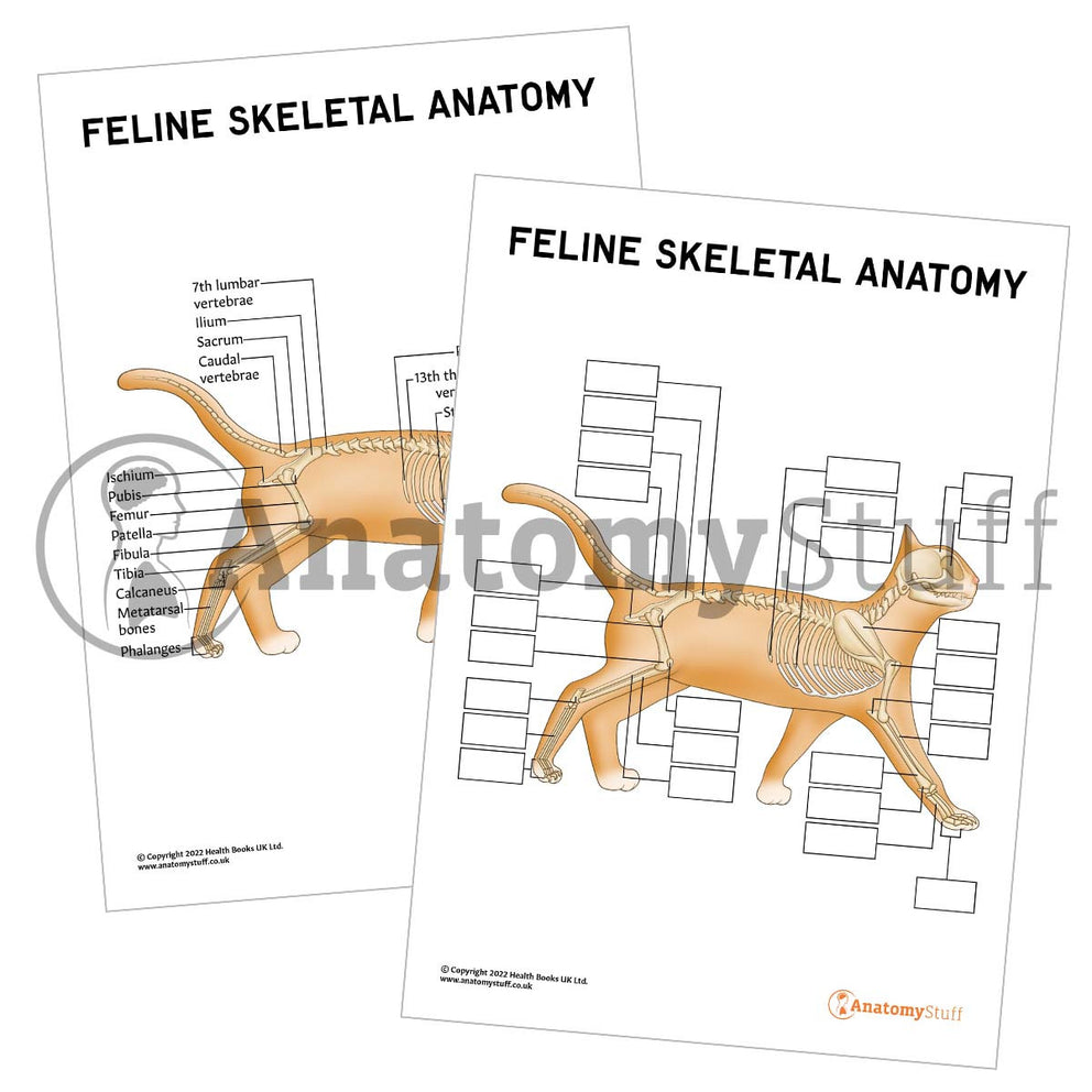 Feline Skeletal Anatomy Poster | Printable & Interactive PDF Worksheet ...