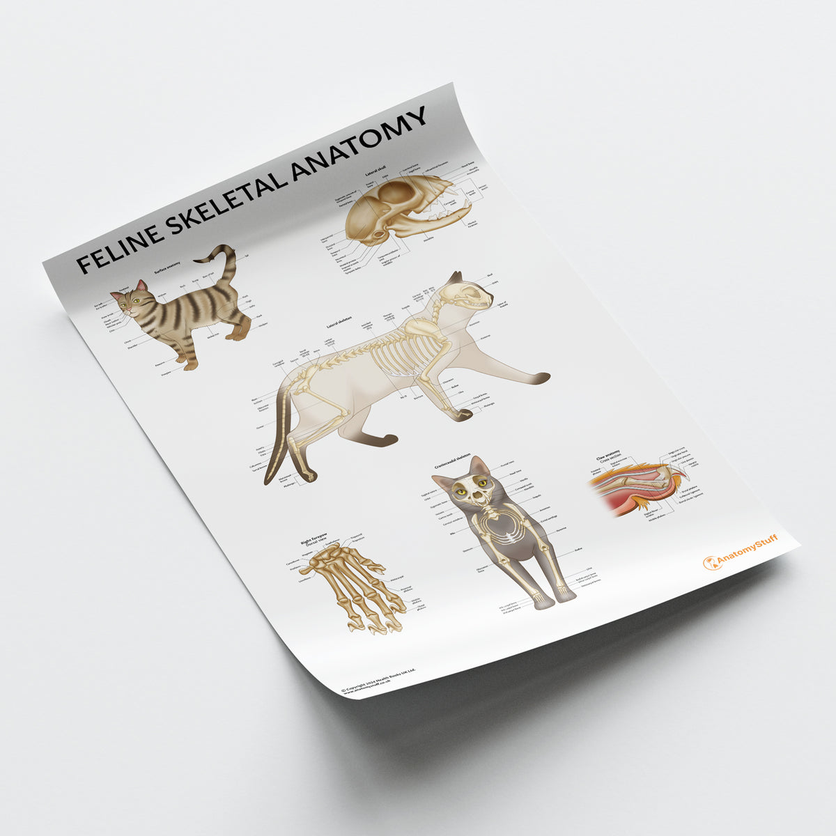 Feline Skeletal Anatomy Chart | Cat Skeleton Poster – AnatomyStuff